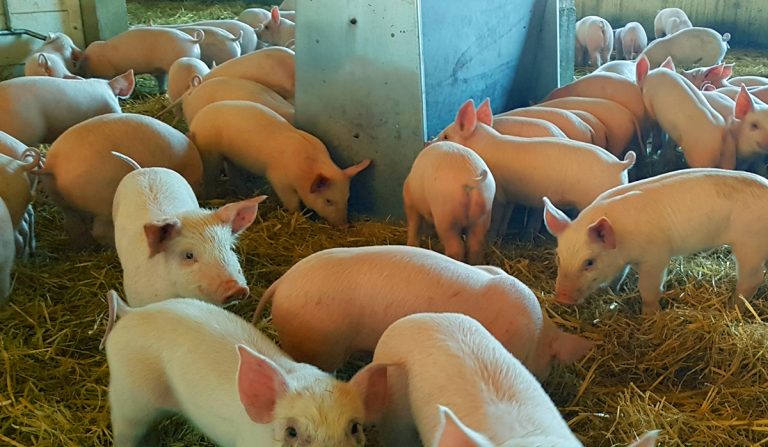 Raise Your Own – Pure Pork Farms